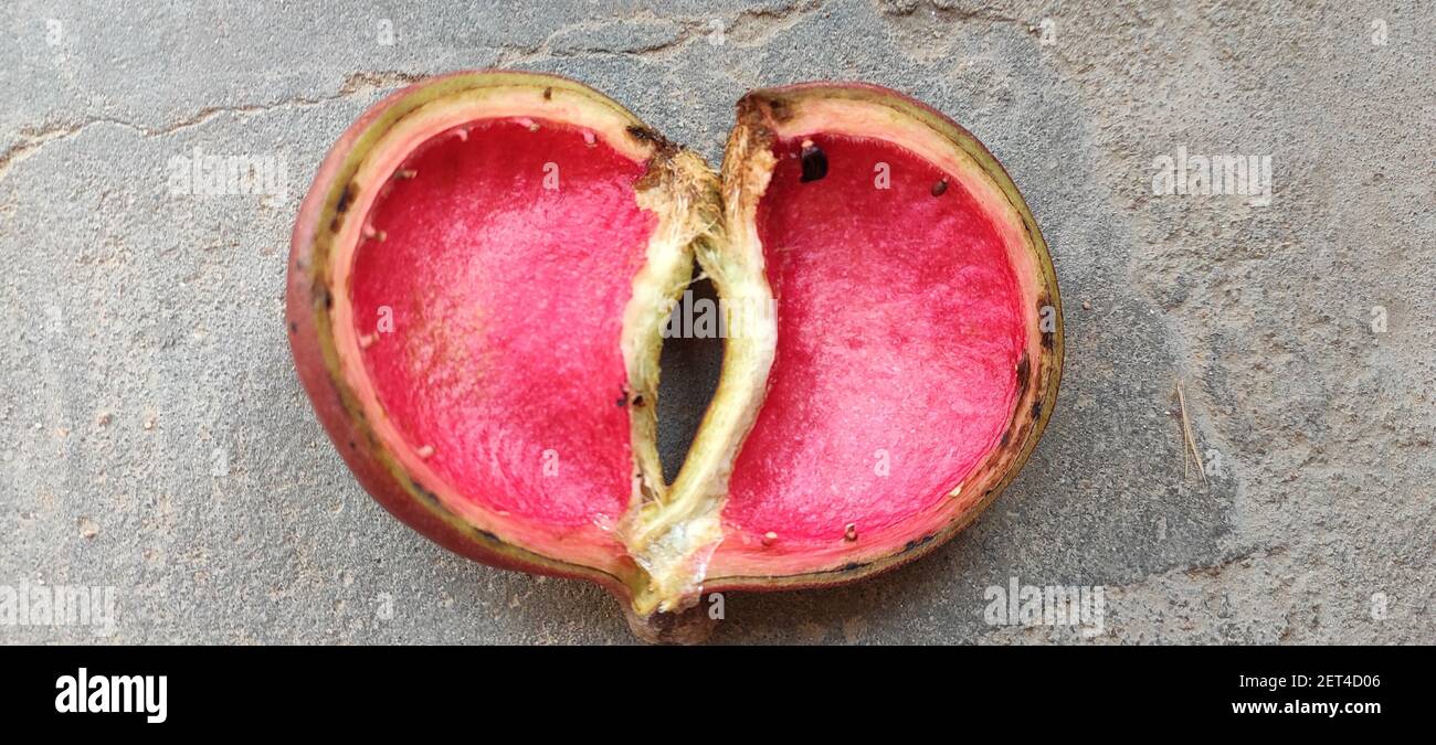 A top view of the fruit of a flame bottletree on a gray grunge ...
