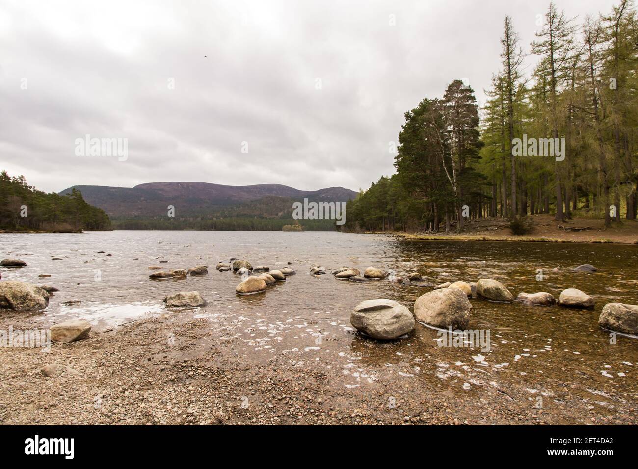 Rothiemurchus forest hi-res stock photography and images - Alamy