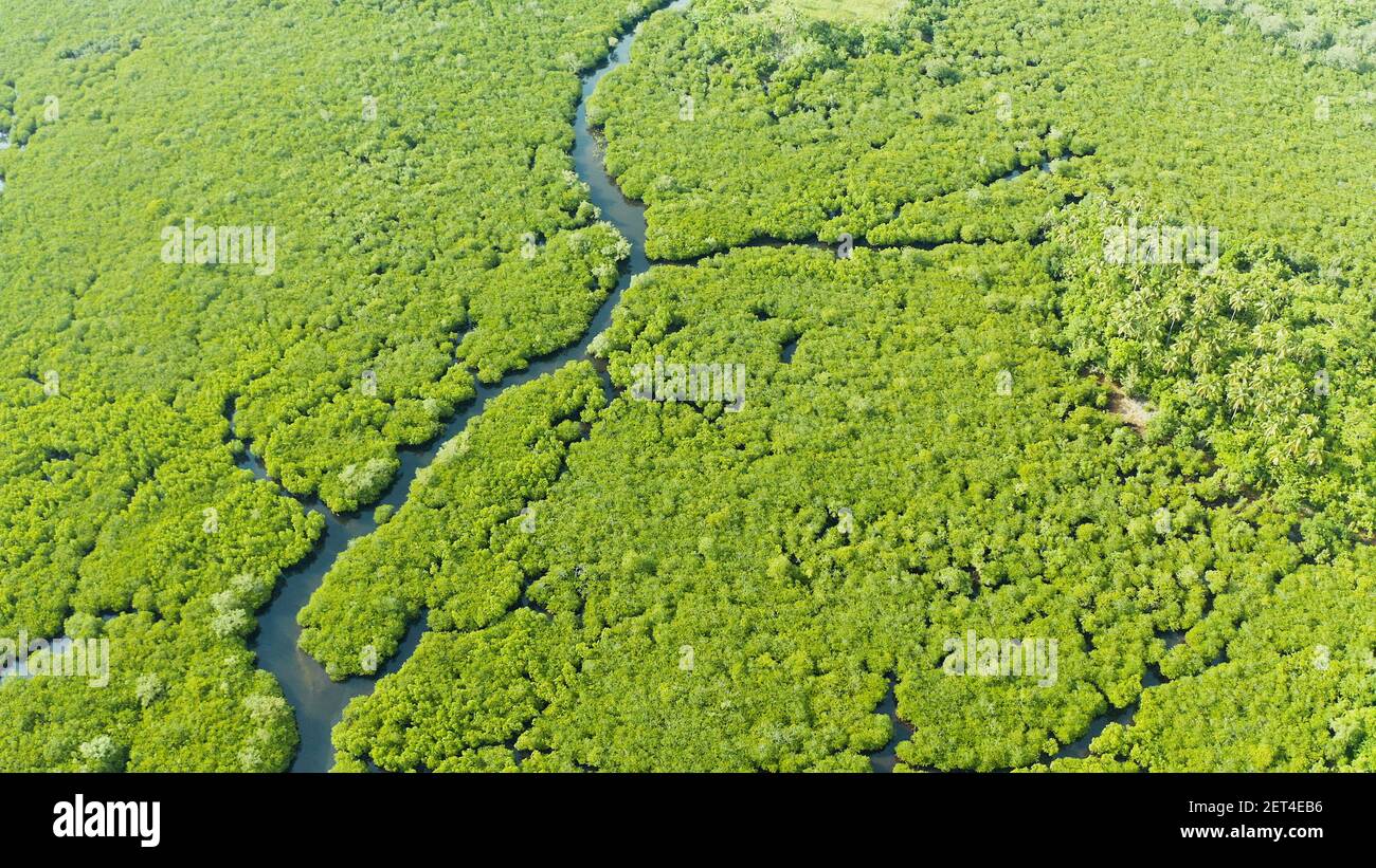 River in tropical mangrove green tree forest top view. Mangrove jungles ...
