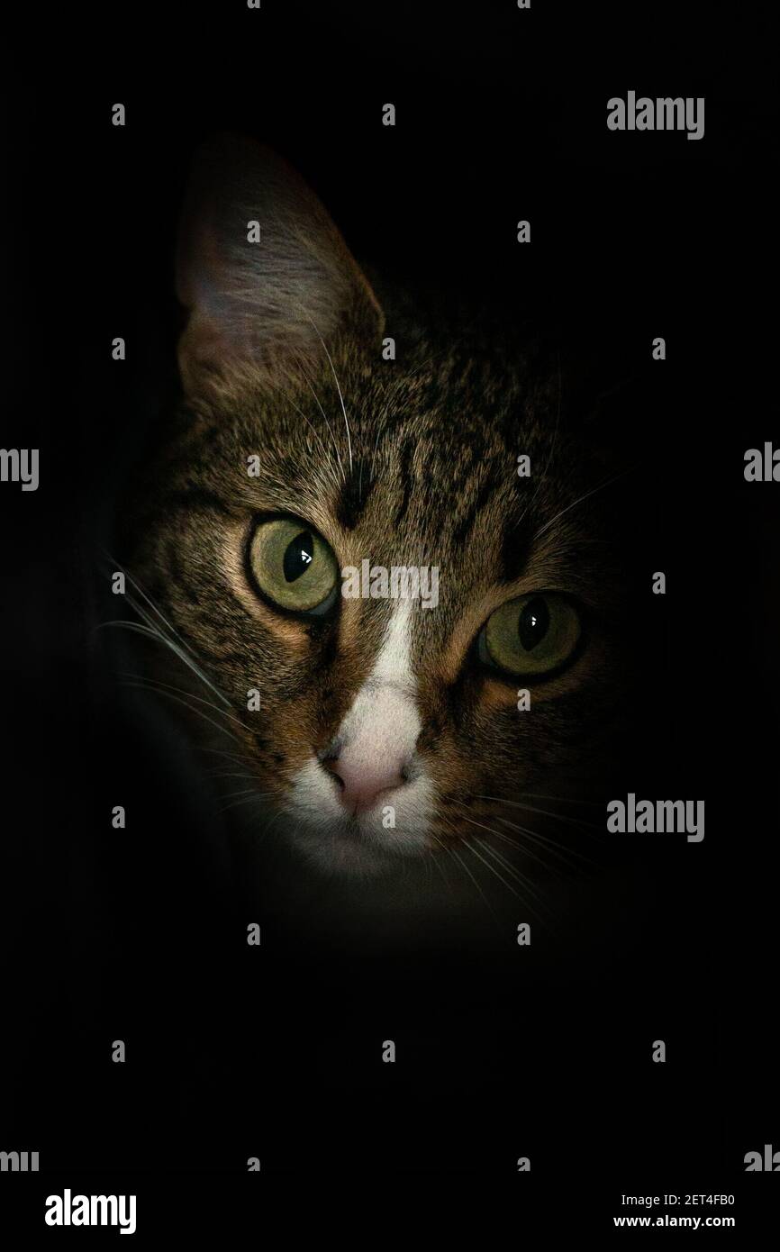 Cat simmons hi-res stock photography and images - Alamy