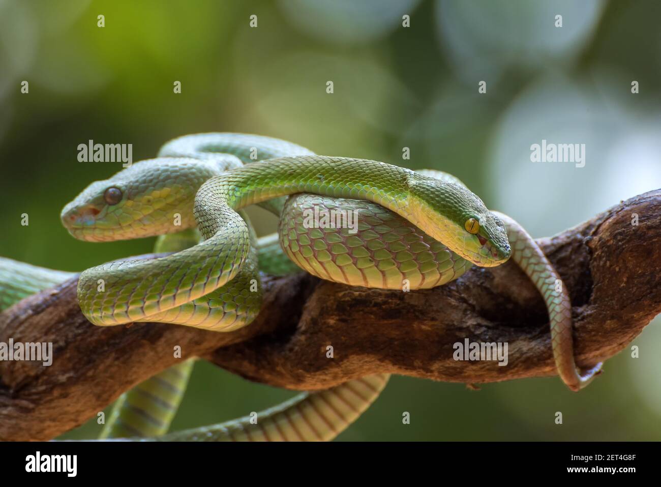 Two Trimeresurus albolabris snakes in a tree mating, Indonesia Stock ...