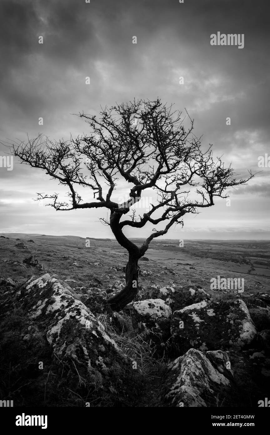 Withered tree Black and White Stock Photos & Images - Alamy