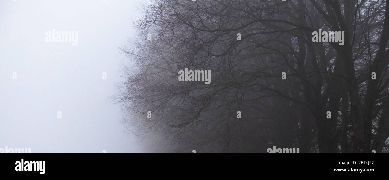 Natural abstraction in nature. Mystical foggy morning. Branches of an ...