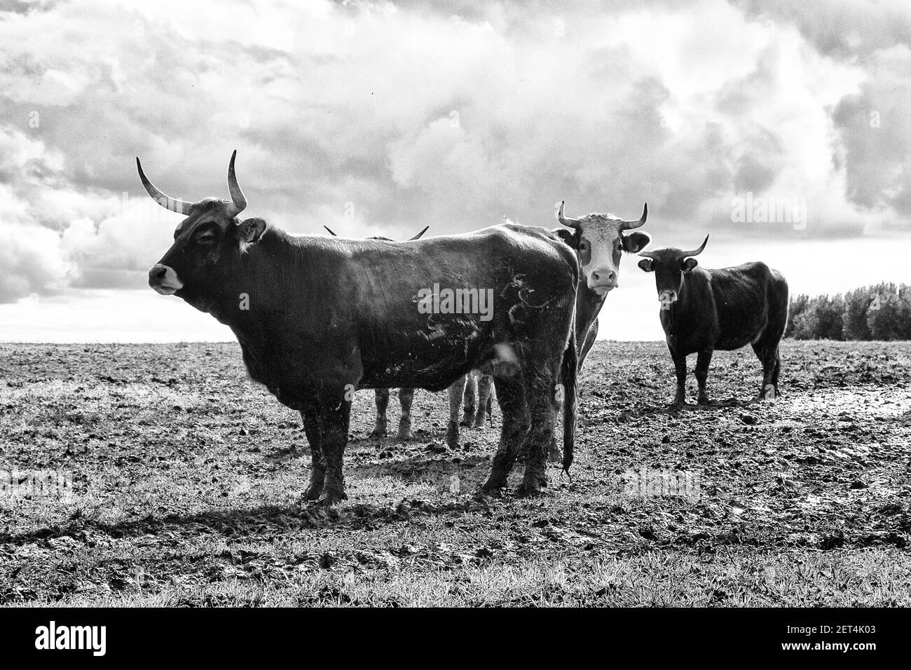 Bull standing in a Black and White Stock Photos & Images - Alamy