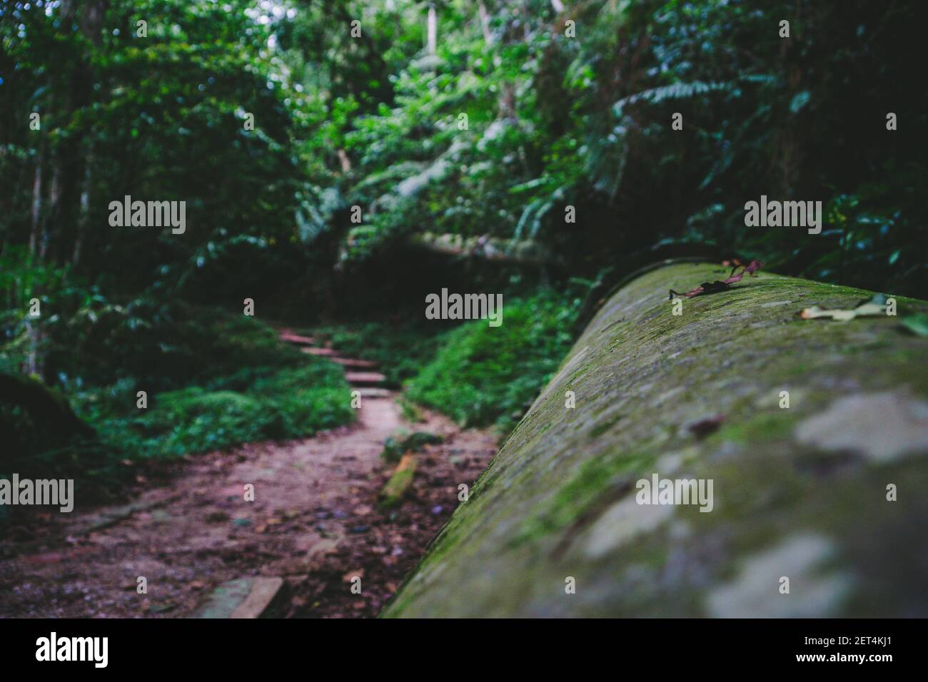 A closeup shot of an aged moss-covered big pipe through the Cameron ...