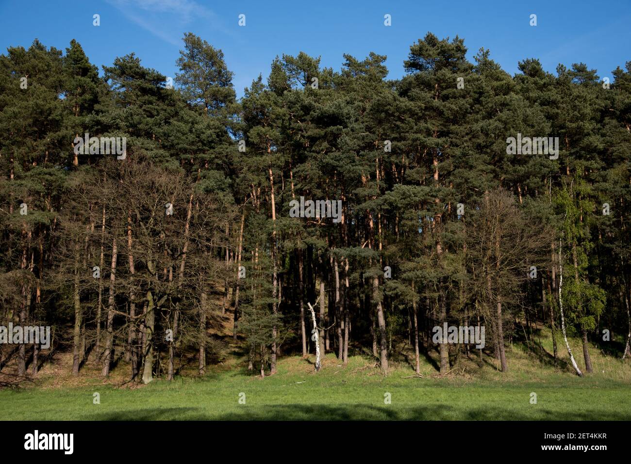 Scots Pine forest are very common as commercial forets in Northeastern ...