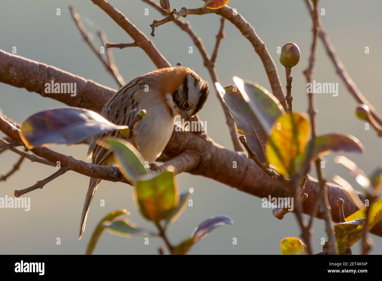 Brazilian Wildlife: Zonotrichia capensis (the rufous-collared sparrow ...