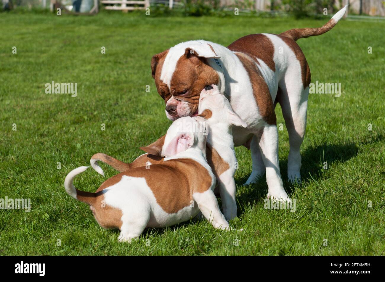 Funny American Bulldog puppy with mother adult dog Stock Photo - Alamy