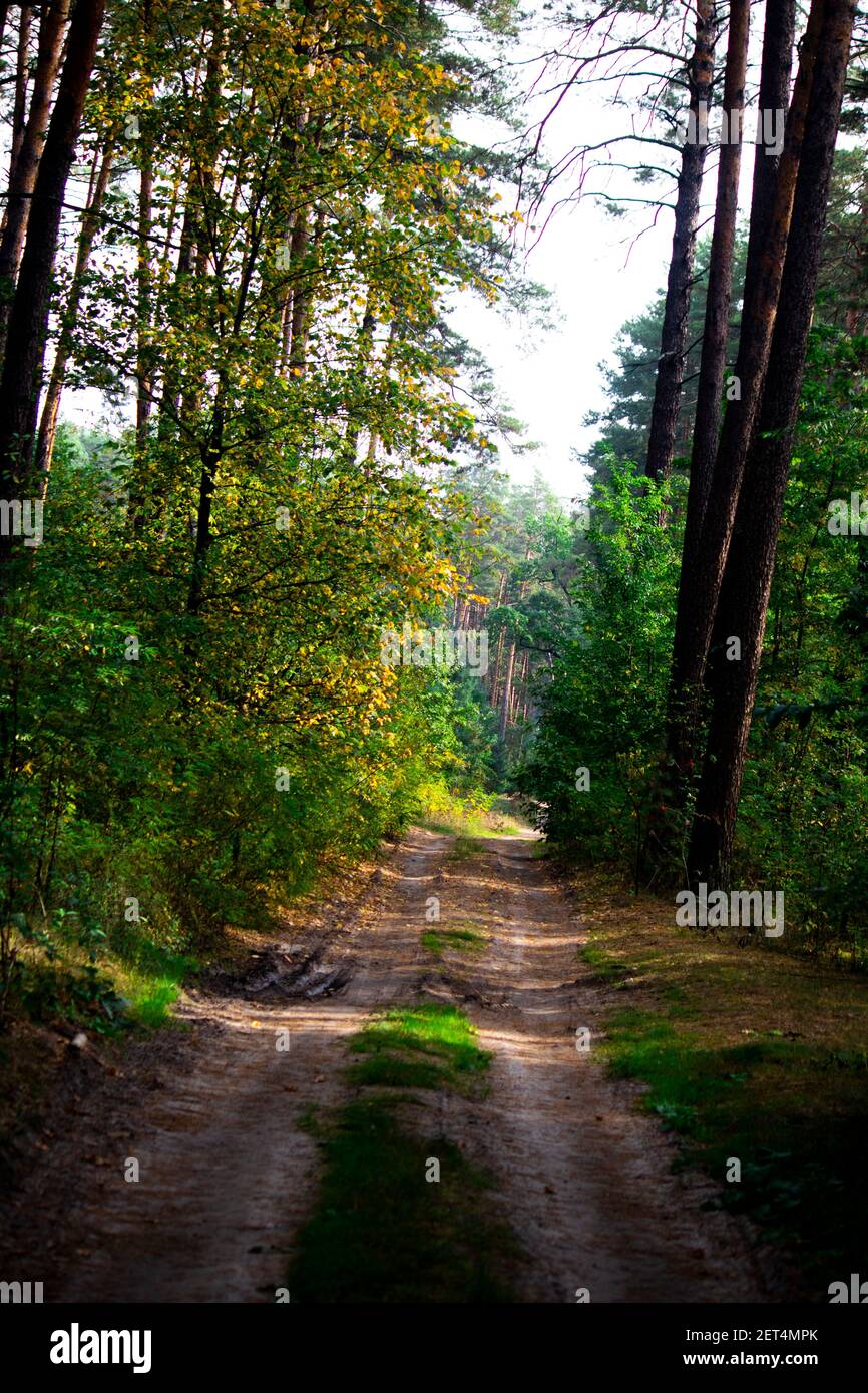 An old dirt road in the forest in early autumn. Forest Road. Hiking in ...