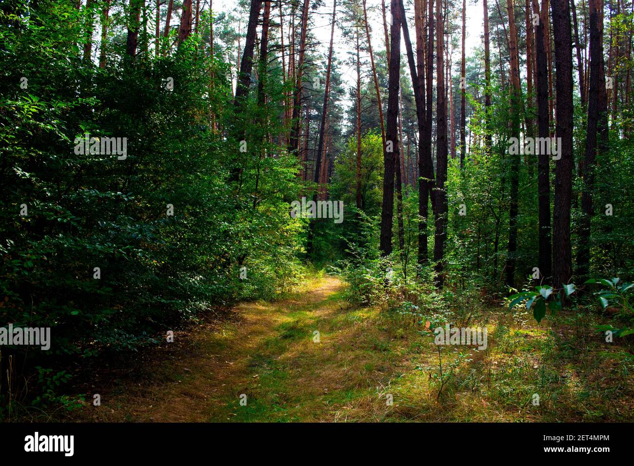 Old dirt road hi-res stock photography and images - Alamy