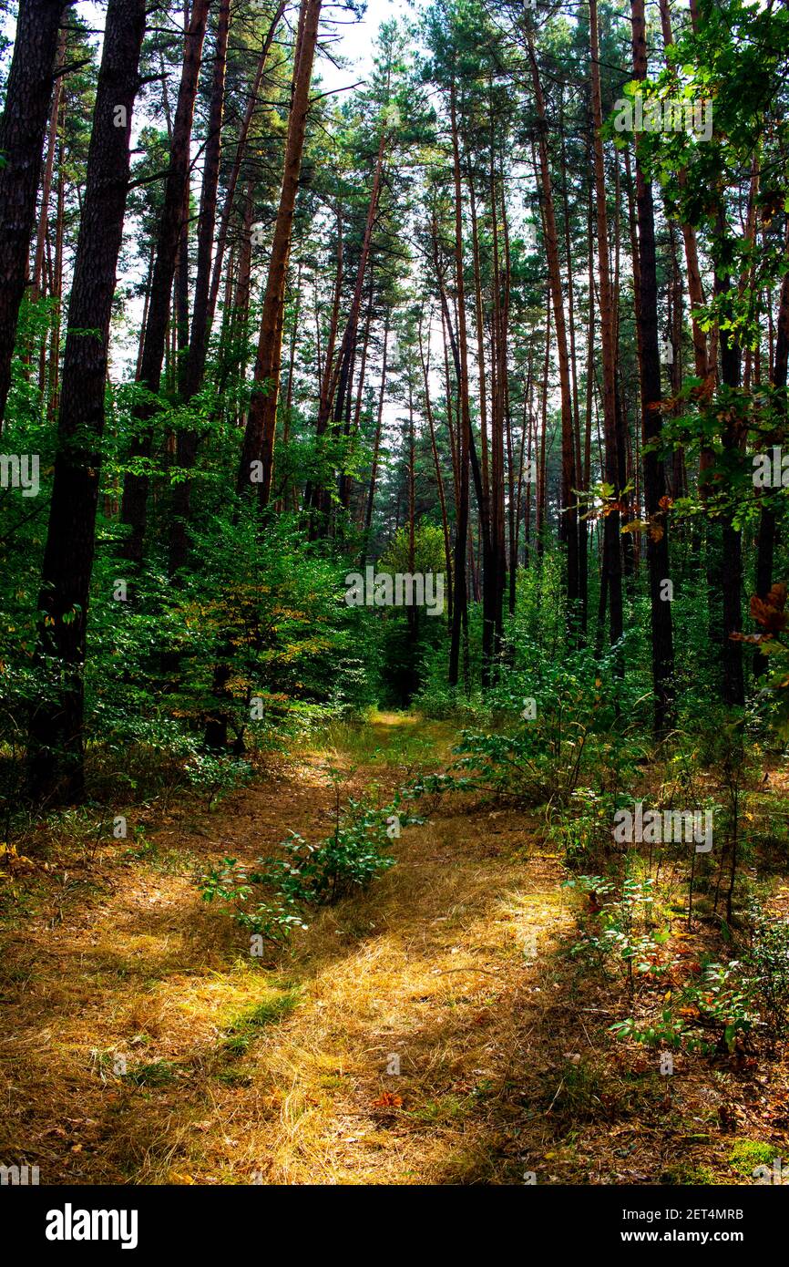 An old dirt road in the forest in early autumn. Forest Road. Hiking in ...