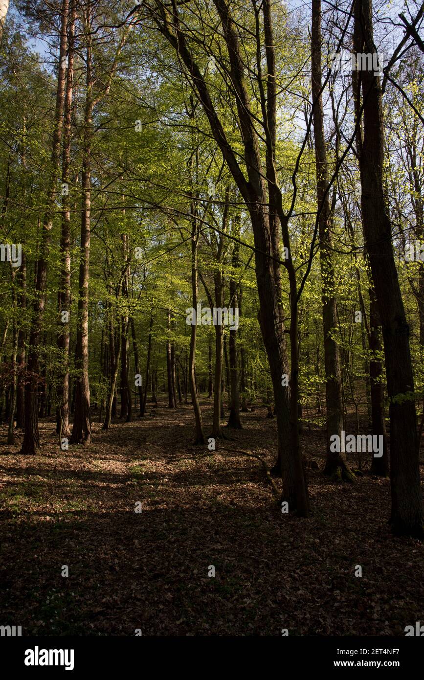 common beech forests in Fläming Heath nature park in Northeastern ...