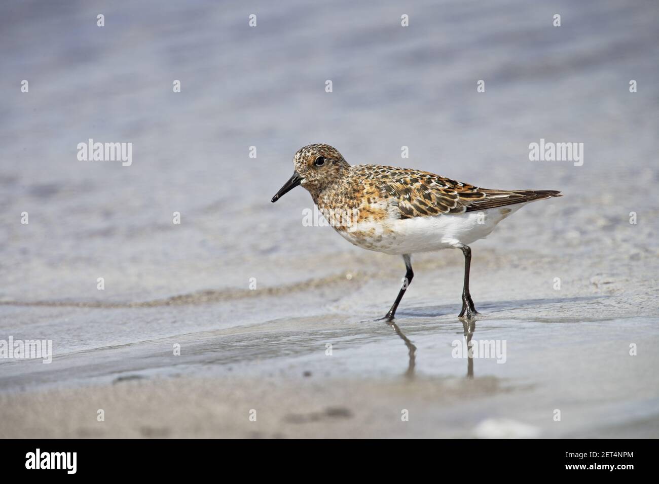 Sanderling breeding plumage on beach hi-res stock photography and ...