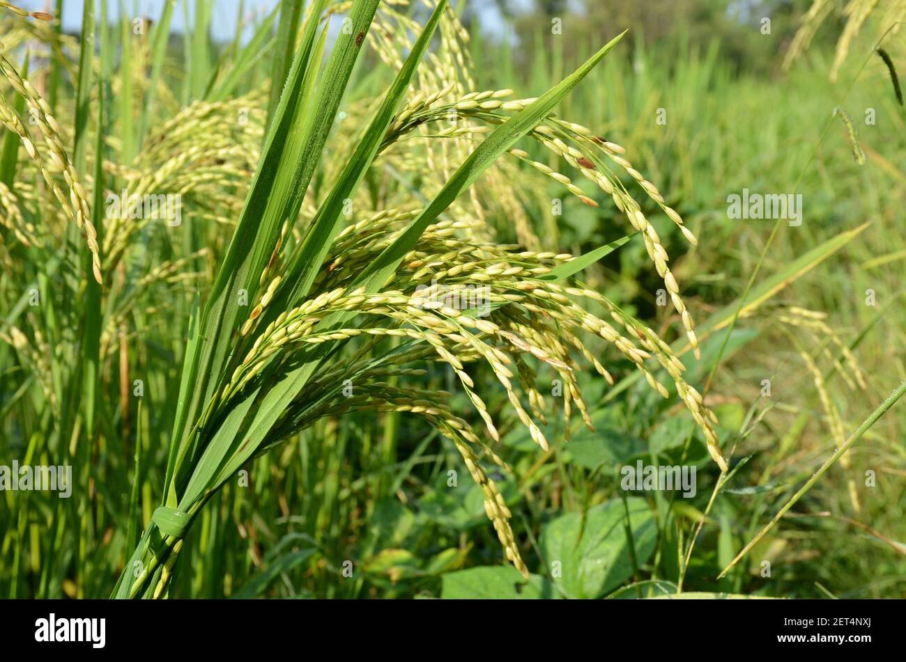 A selective focus shot of green ripe paddy plant grains in a field ...
