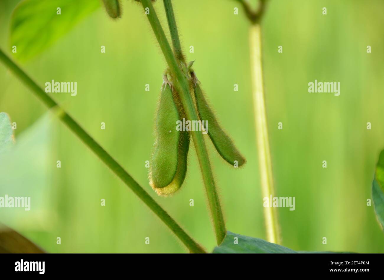Black gram pods hi-res stock photography and images - Alamy
