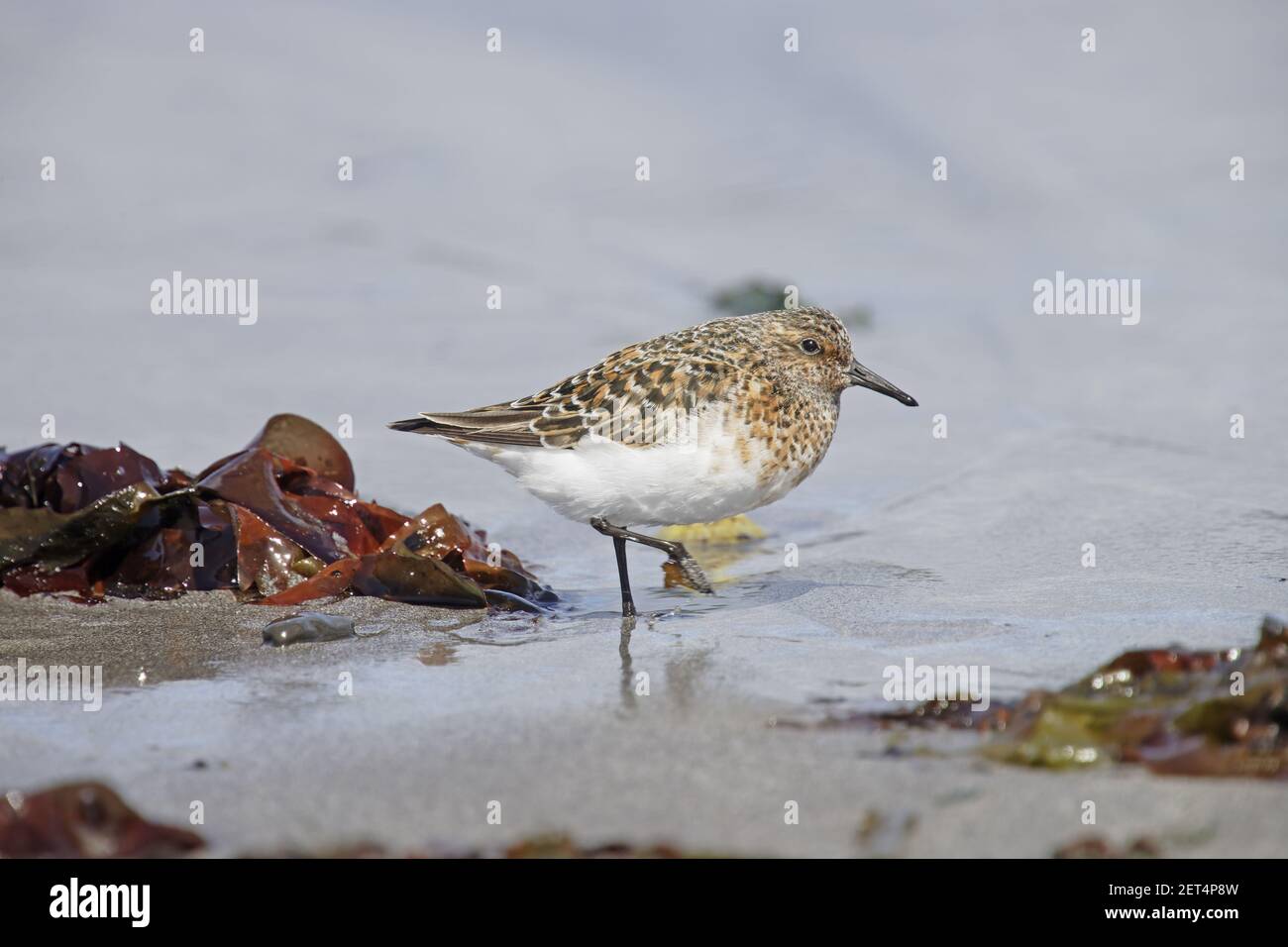 Scottish breeding birds hi-res stock photography and images - Alamy