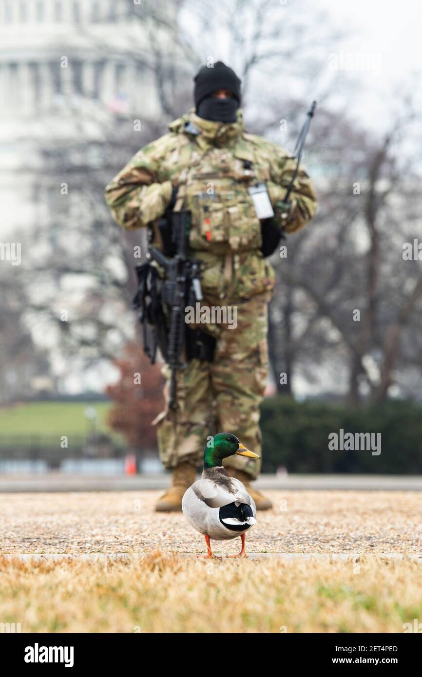 UNITED STATES - MARCH 01: A male mallard duck walks by a member of the ...