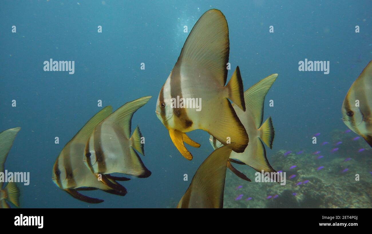Beautiful underwater landscape with tropical fishes and corals. Life ...
