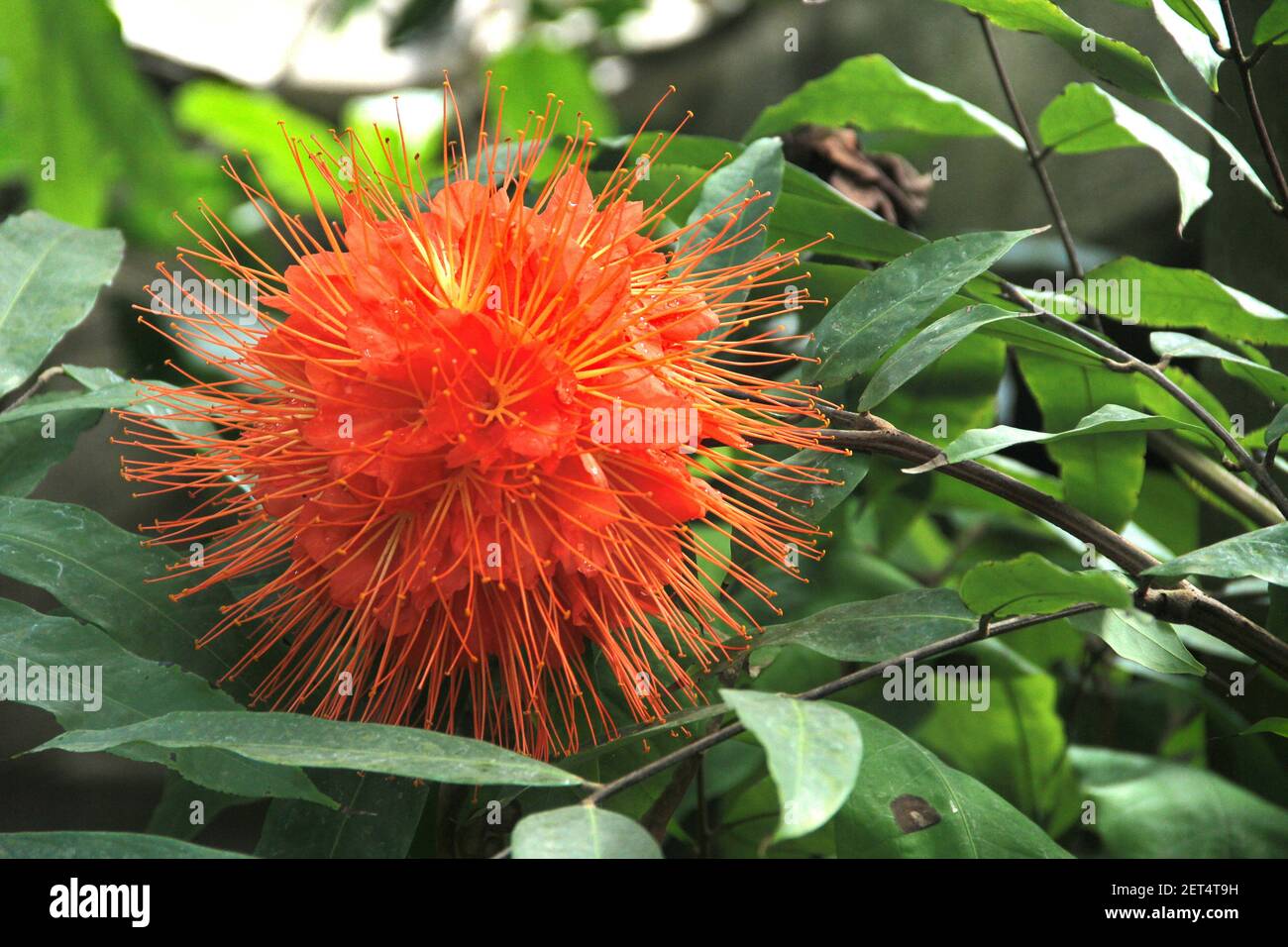 A closeup shot of a red round flower with small spikes blooming in a ...
