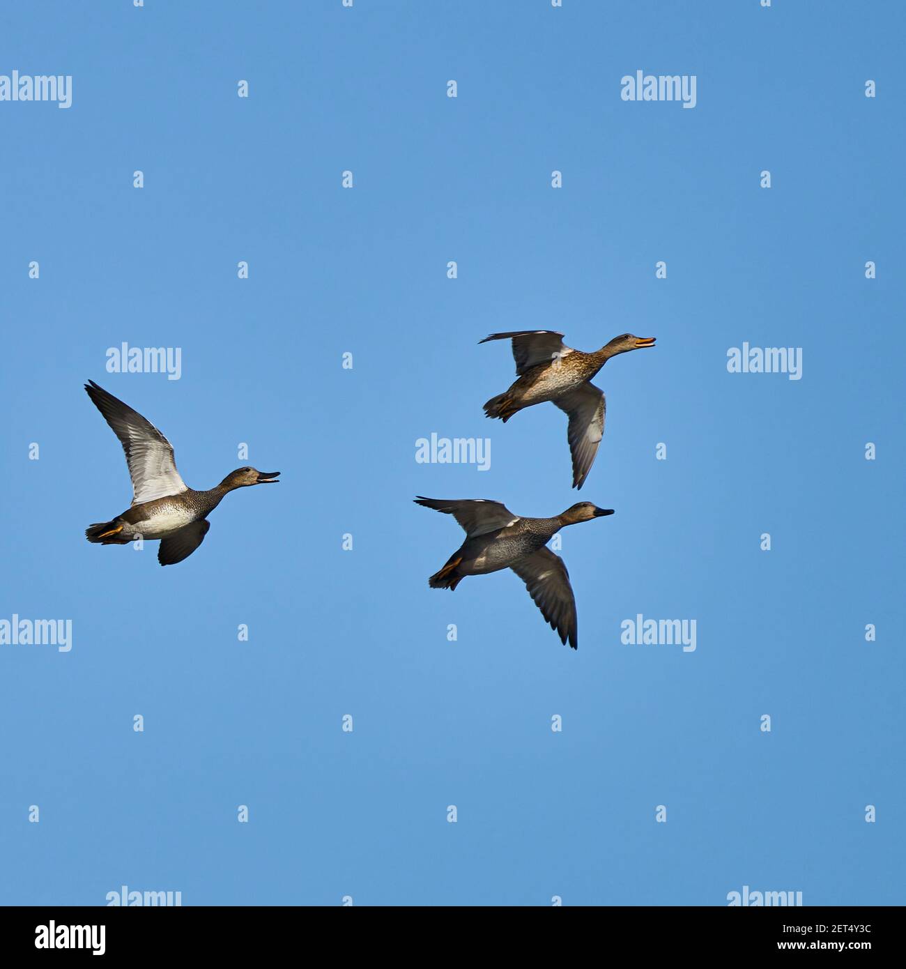 Three gray geese in flight, isolated against clear blue sky, scientific ...
