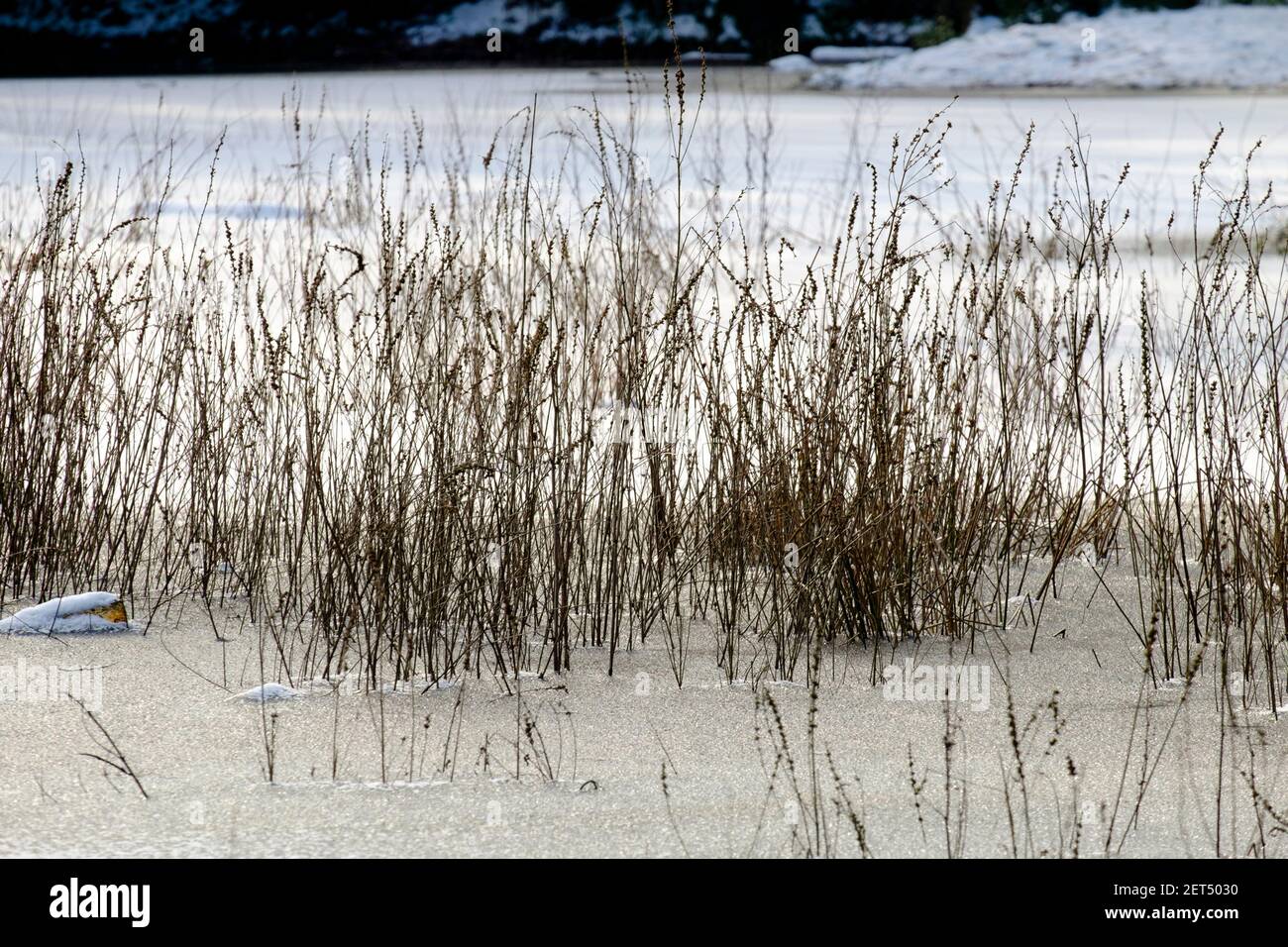 Marsh grasses in frozen winter landscape, UK Stock Photo - Alamy