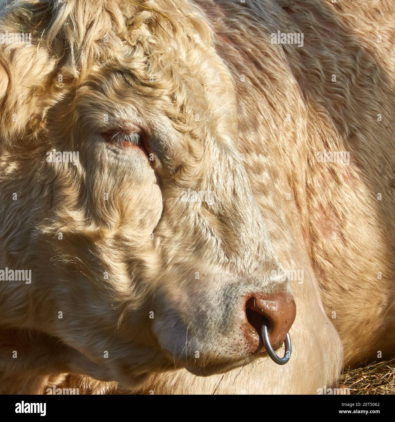 Nostril hole hi-res stock photography and images - Alamy