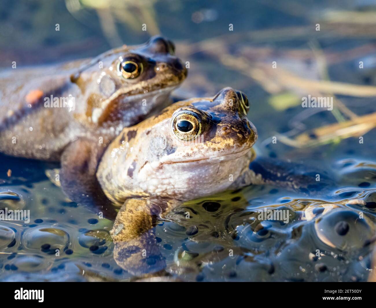 Aberystwyth, Ceredigion, Wales, UK. 01st March, 2021. Common frogs ...