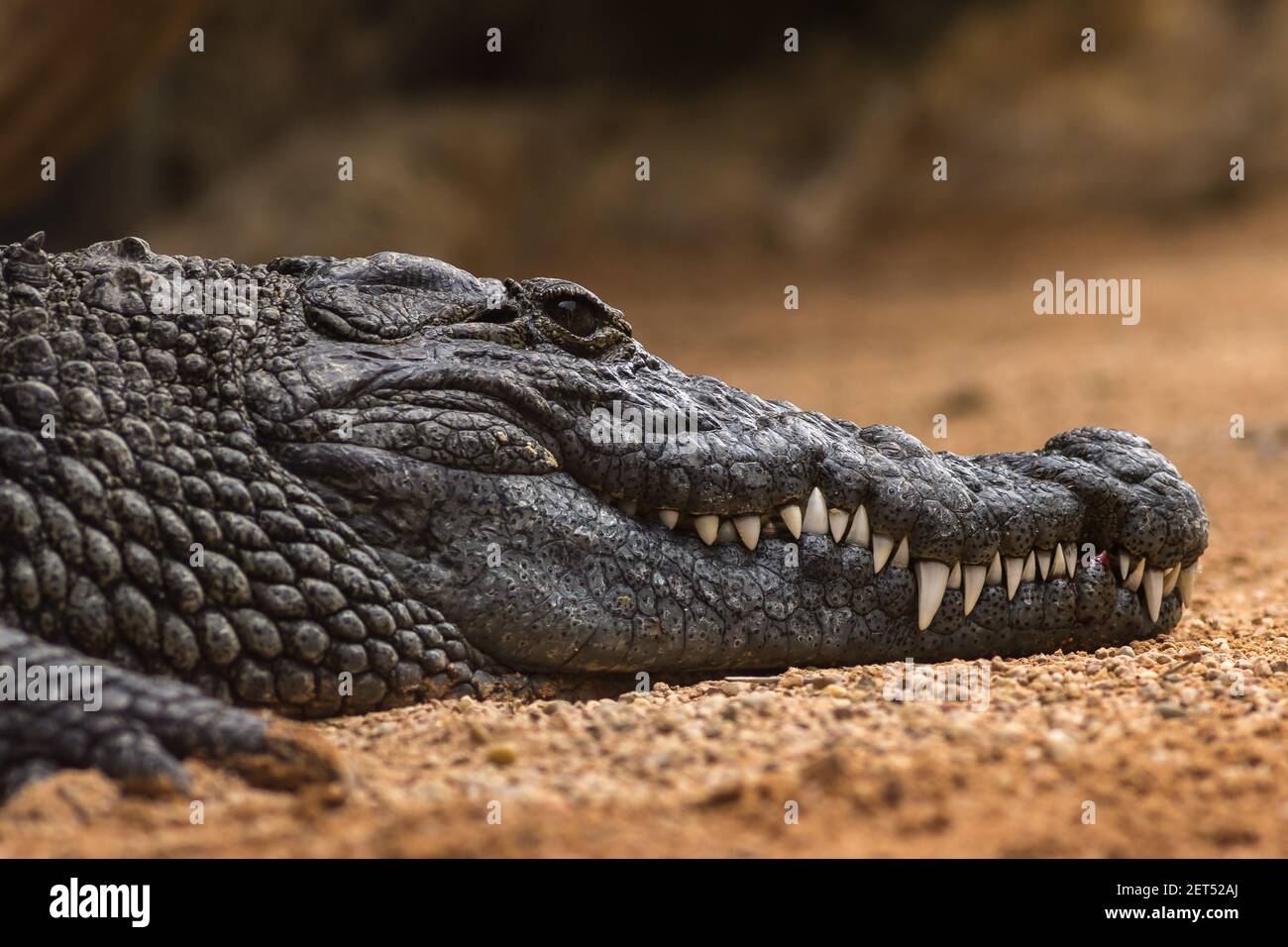 The Nile crocodile Crocodylus niloticus ,Nile crocodile portrait Stock ...
