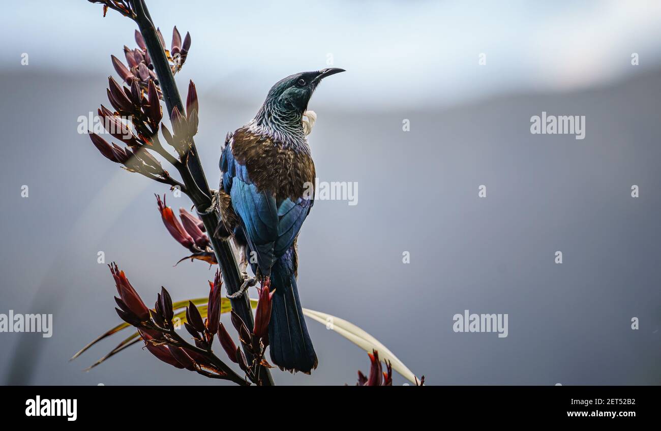 Tui bird species hi-res stock photography and images - Alamy