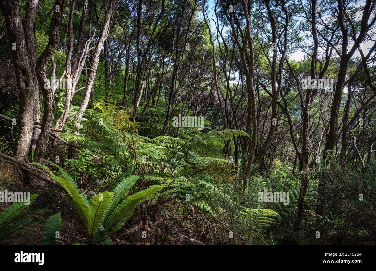 Manuka trees hi-res stock photography and images - Alamy