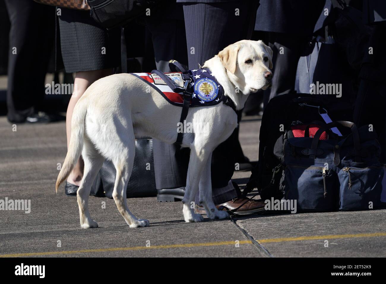Sully, the yellow Labrador retriever who was former President George H ...
