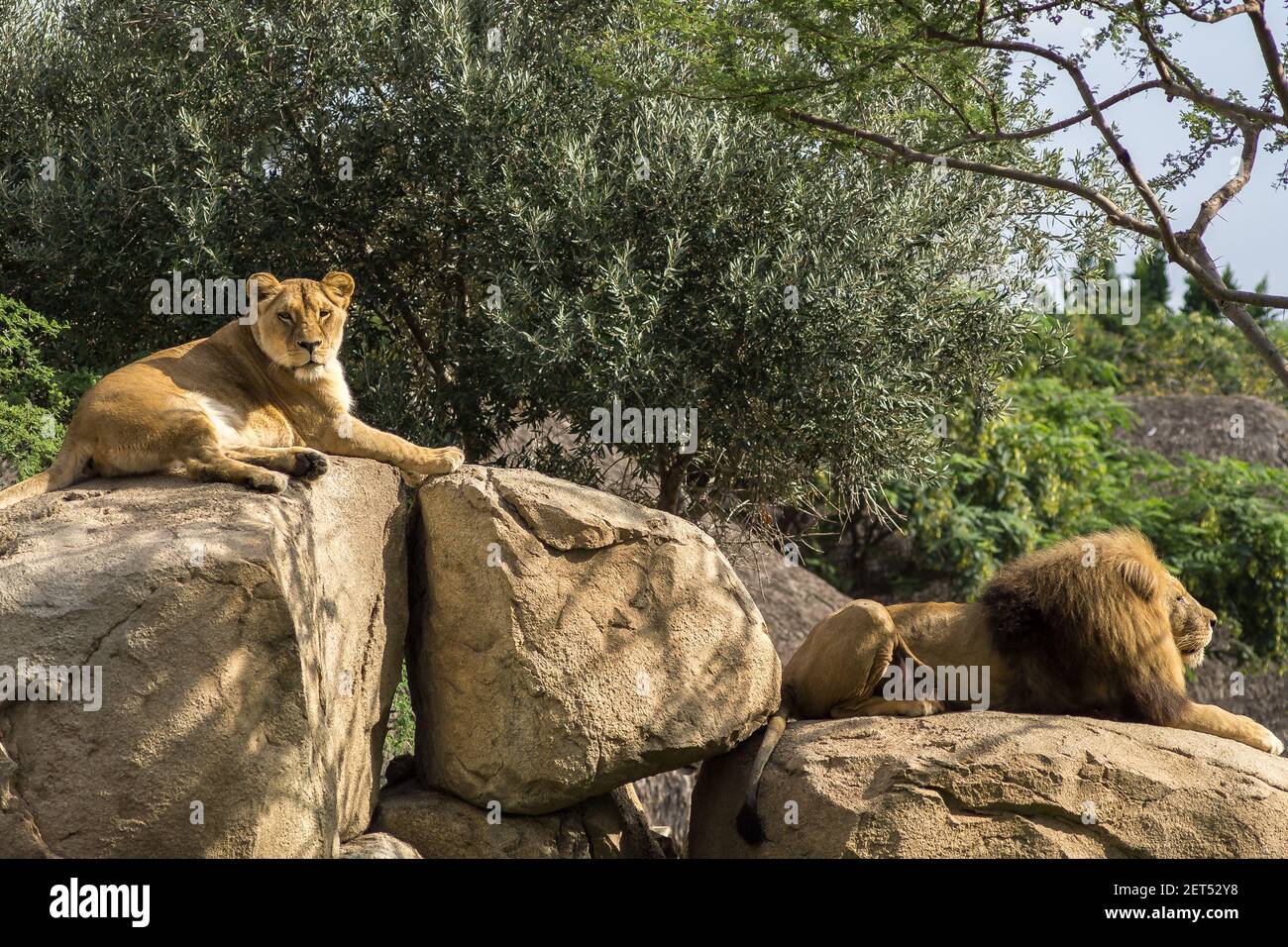 Female lion on savannah hi-res stock photography and images - Alamy