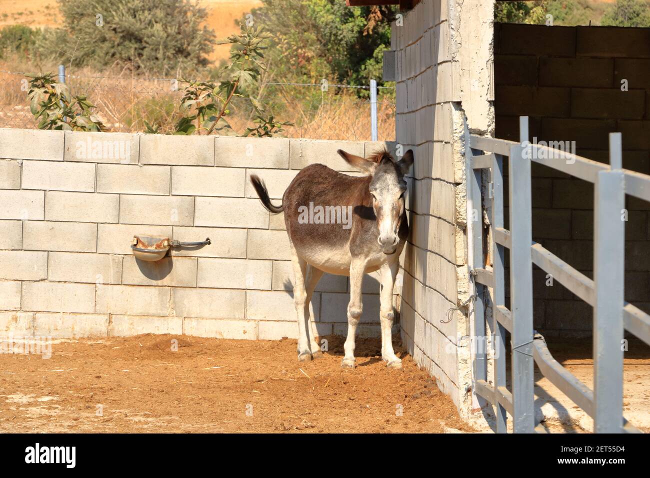 Donkeys on the donkey farm Stock Photo - Alamy