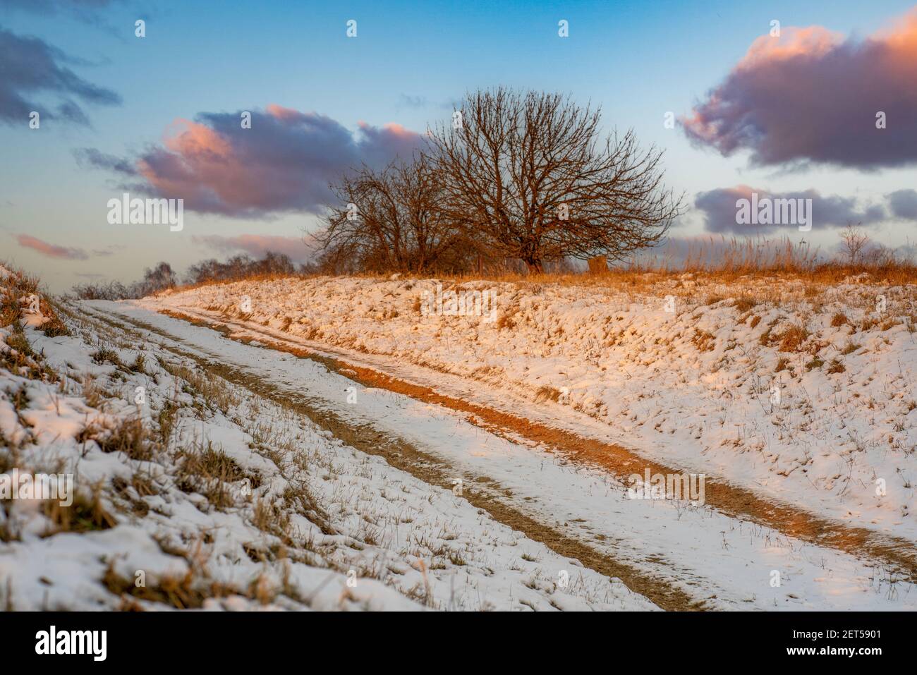 Winter dirt road running along the Polish-German border Stock Photo - Alamy