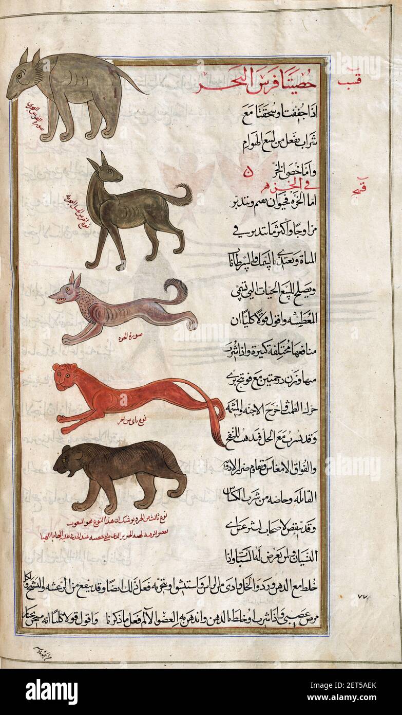 Arabic calligraphy animals hi-res stock photography and images - Alamy