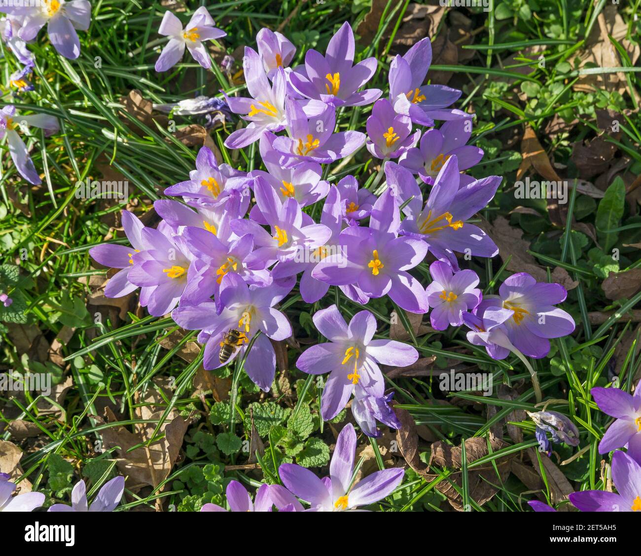 Crocus stamens hi-res stock photography and images - Alamy