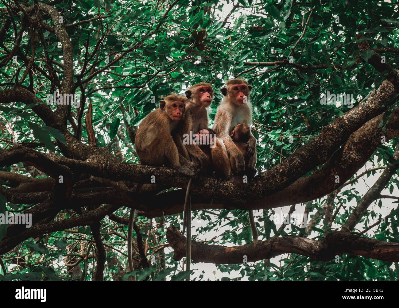 Wild monkeys family - Baby monkeys,Sri Lanka. Famille de singes ...