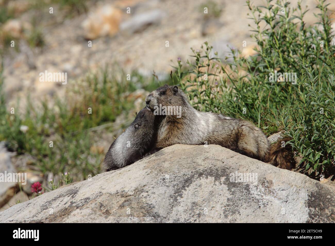 Hoary Marmot with young at burrow(Marmota caligata) Mount Rainier ...