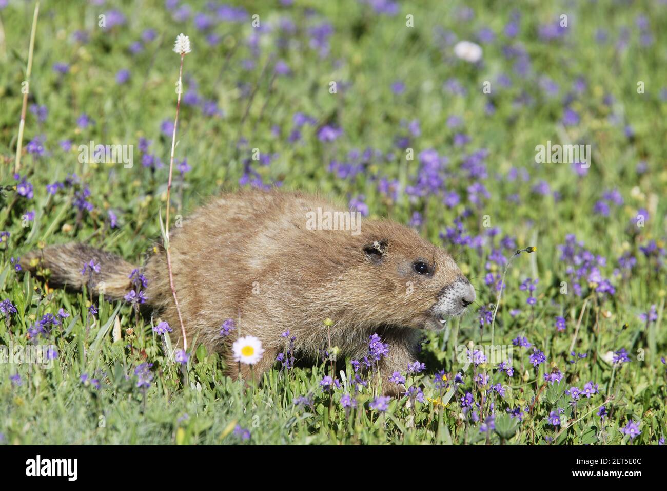 Olympic Marmot on breeding groundsin subalpine meadow (Marmota olympus ...