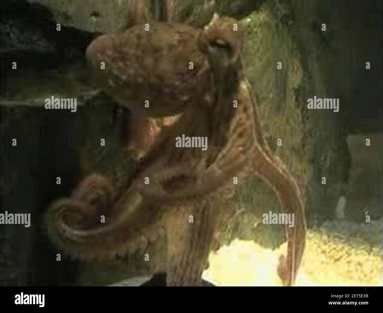 2010 fifa world cup hi-res stock photography and images - Alamy