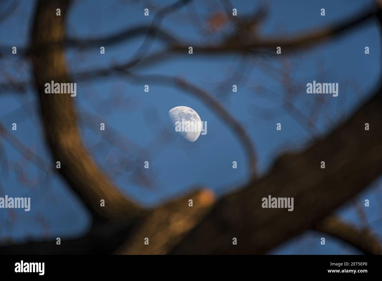 Half moon in winter between the branches of a tree Stock Photo - Alamy