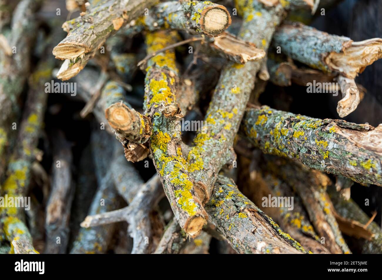Flammable tree hi-res stock photography and images - Alamy