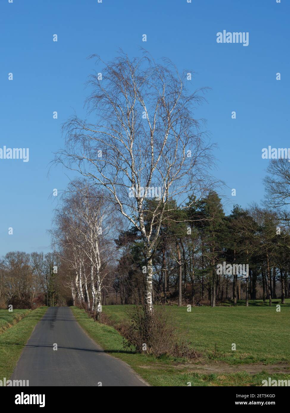 early spring time in the german westphalia Stock Photo - Alamy