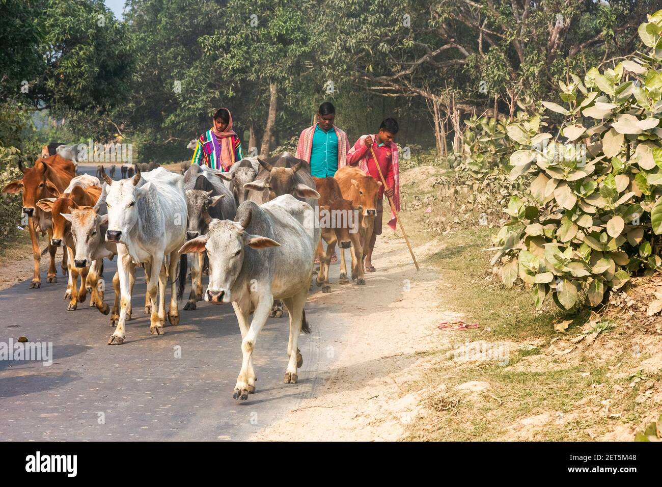 Malda, West Bengal, India - January 2018: Cows walking on a village ...