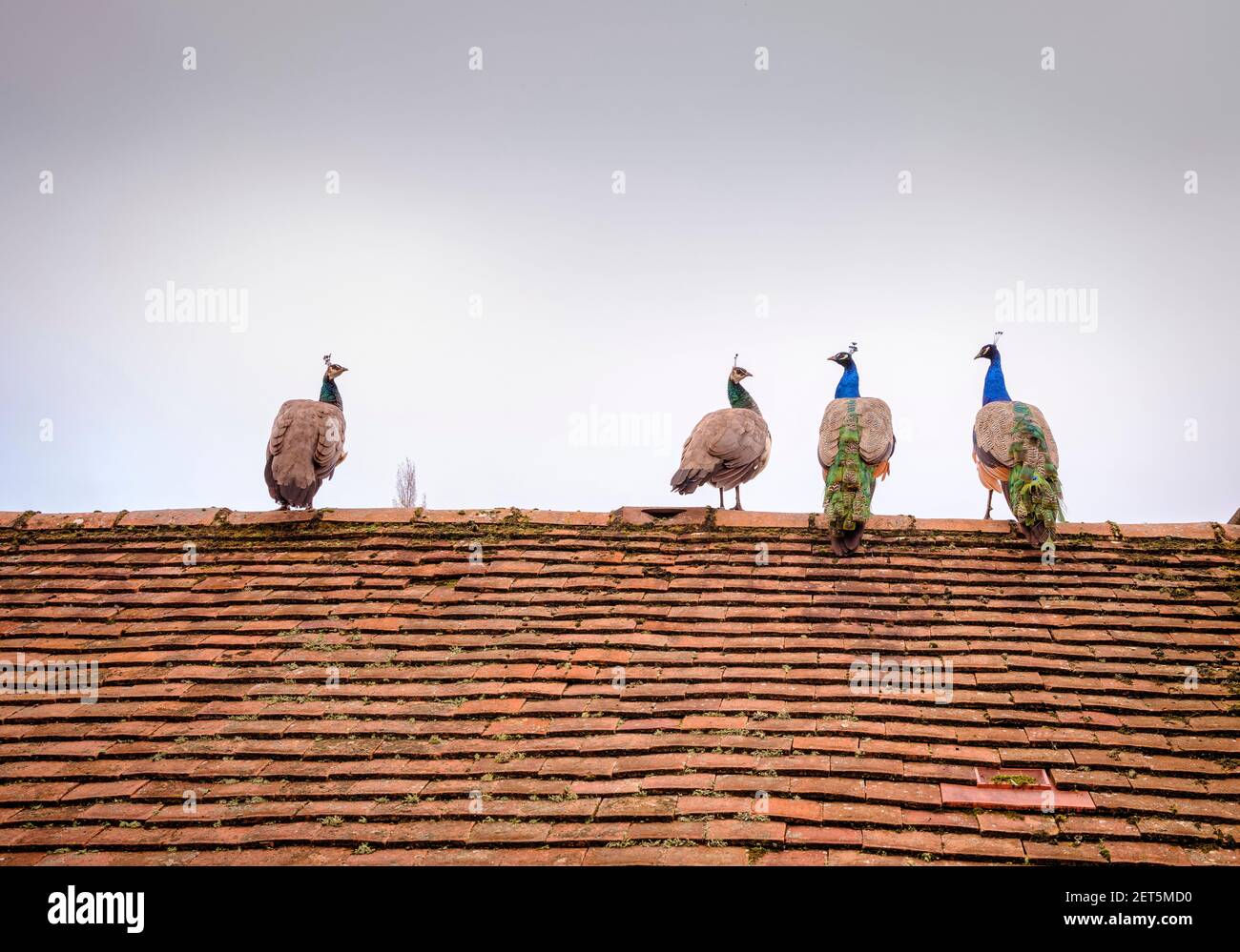 Four peacocks on a tiled rooftop in rural Sussex, UK Stock Photo - Alamy