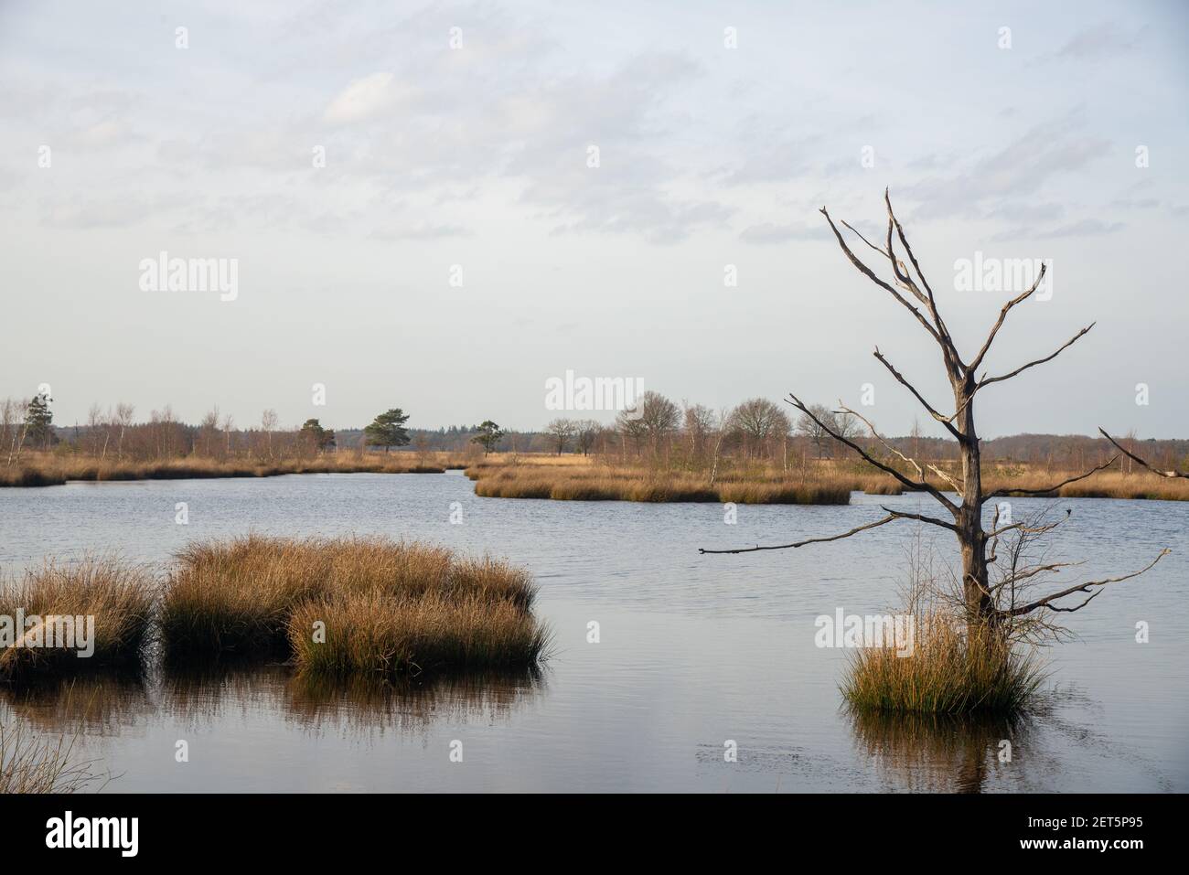 Dead tree in water hi-res stock photography and images - Alamy