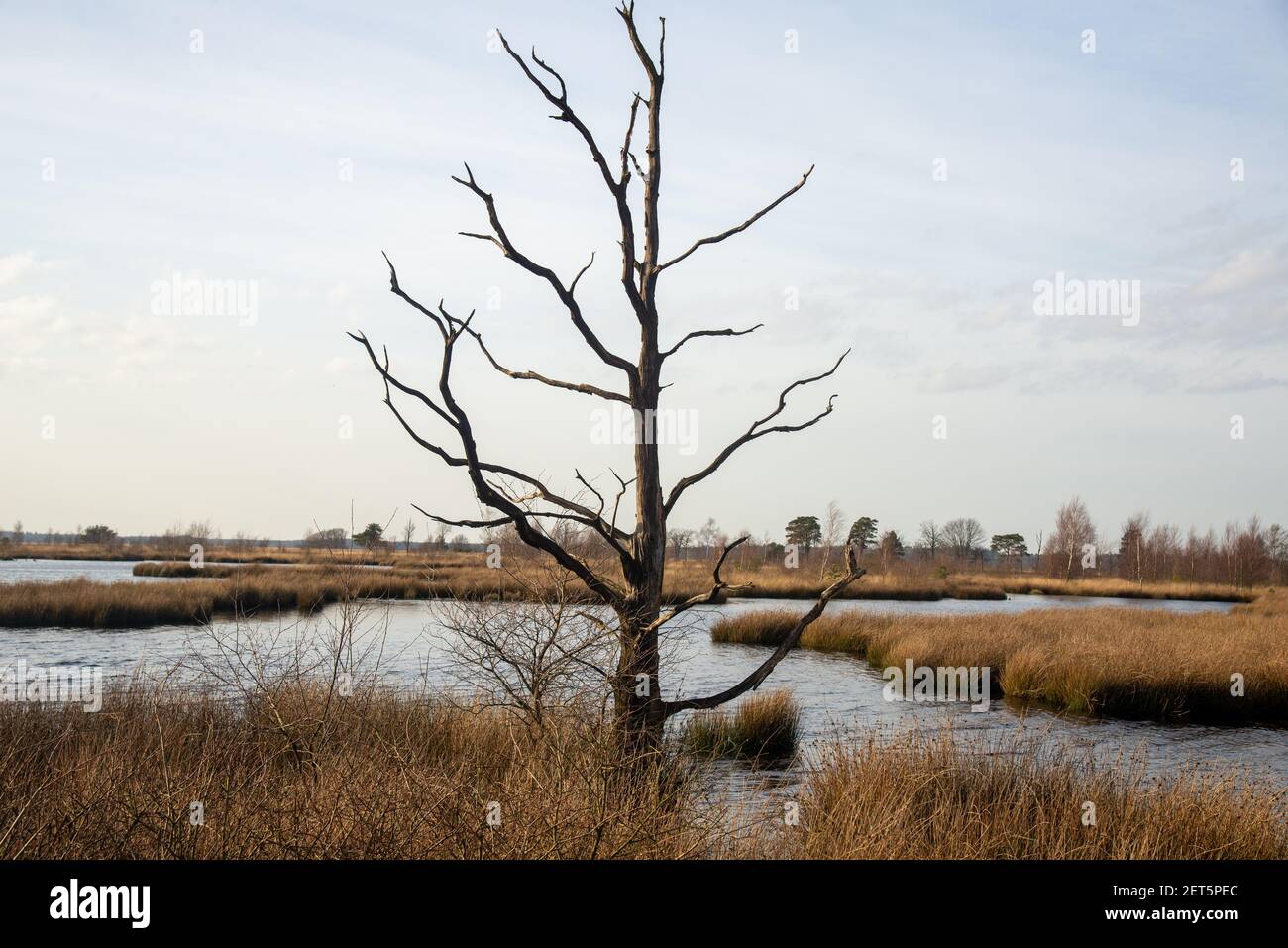 Dead tree in water hi-res stock photography and images - Alamy