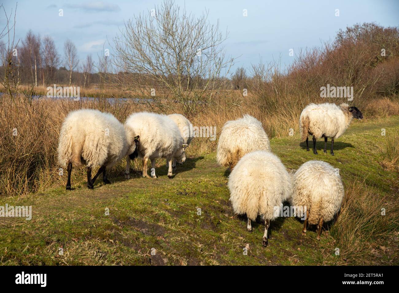 Cattle sheep green park hi-res stock photography and images - Alamy