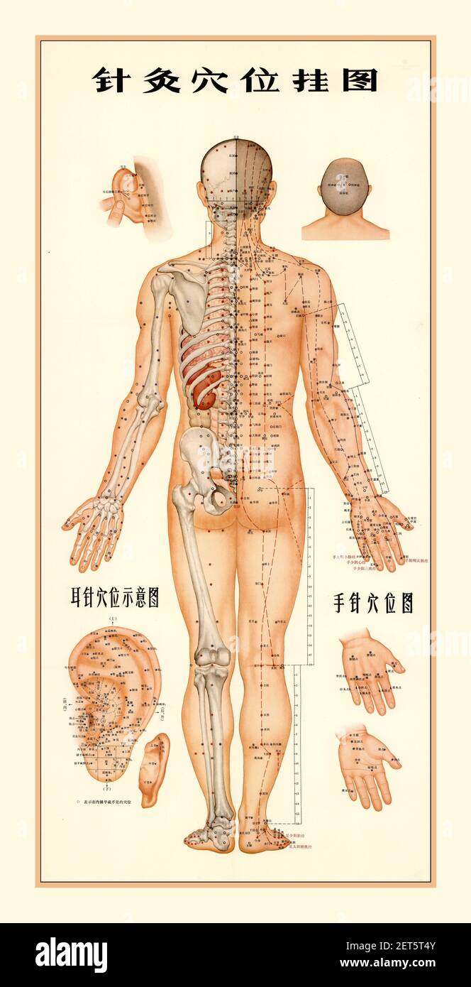 Female Acupuncture Points Chart Informacionpublicasvetgobgt