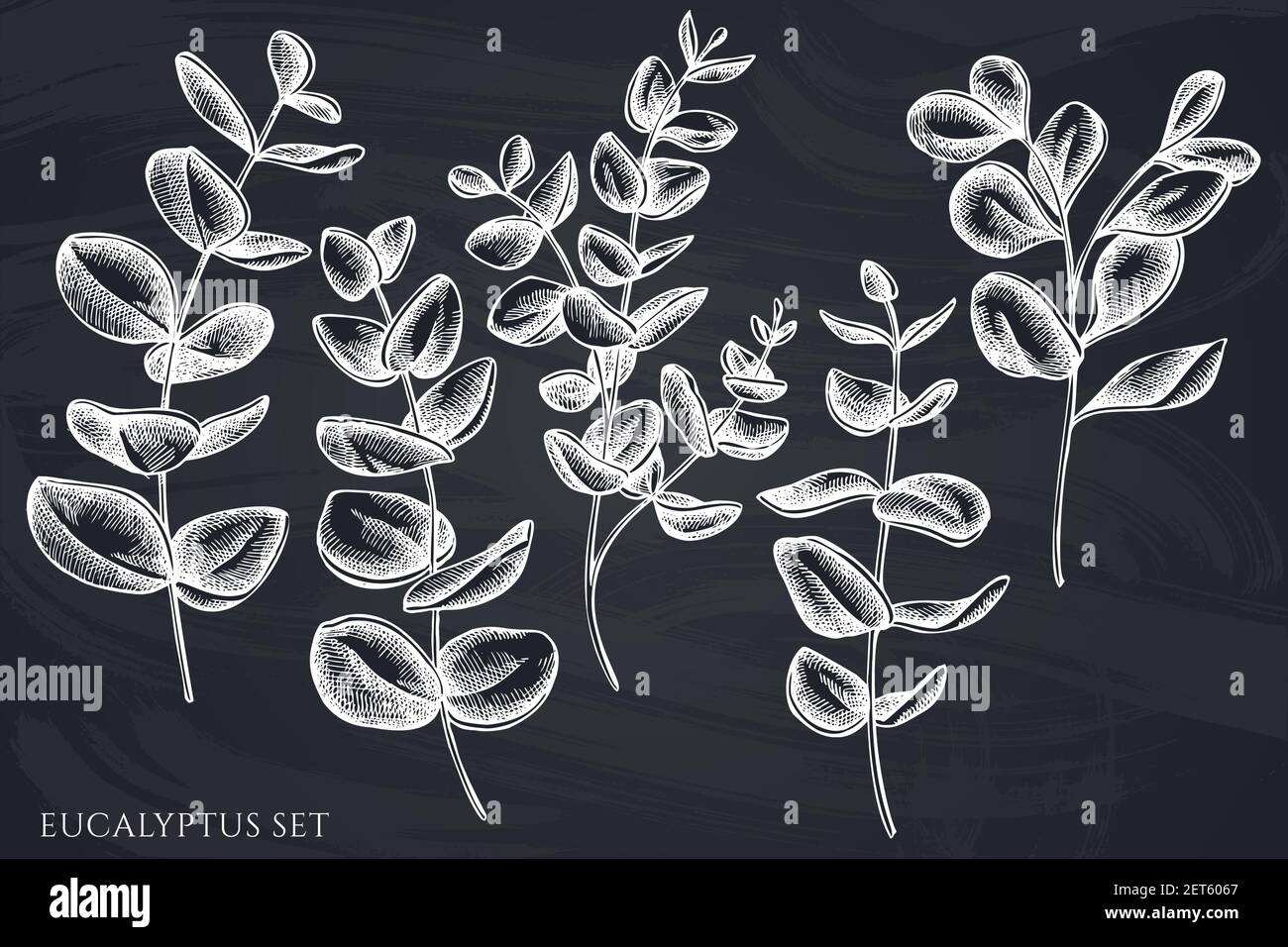 Eucalyptus silver dollar greenery Stock Vector Images - Alamy